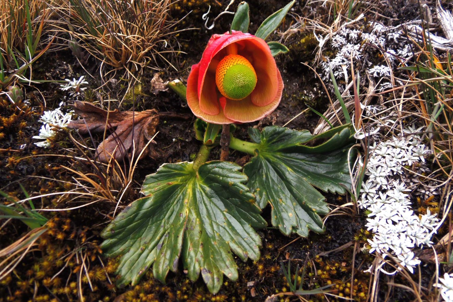 Rima rima | Consultor en interpretación del patrimonio NANDI PERU